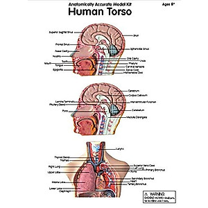 hand2mind 19 Inch Tabletop Human Torso Model, Anatomically Accurate Kit, 10 Removable Human Organs, Anatomy Model for Kids, Human Anatomy Torso Model, Science School Supplies, Trachea Model