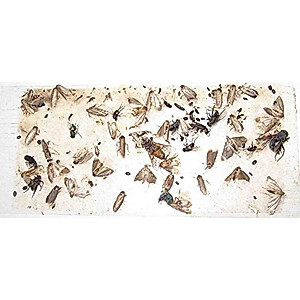 10 Pk Camel Cricket/Roach/Scorpion Sticky Traps