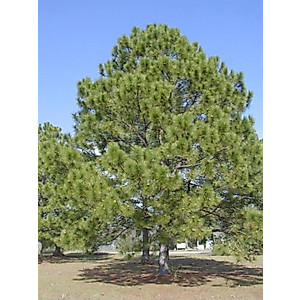 Loblolly Pine, Pinus taeda, Tree Seeds (Fast, Evergreen) (20)