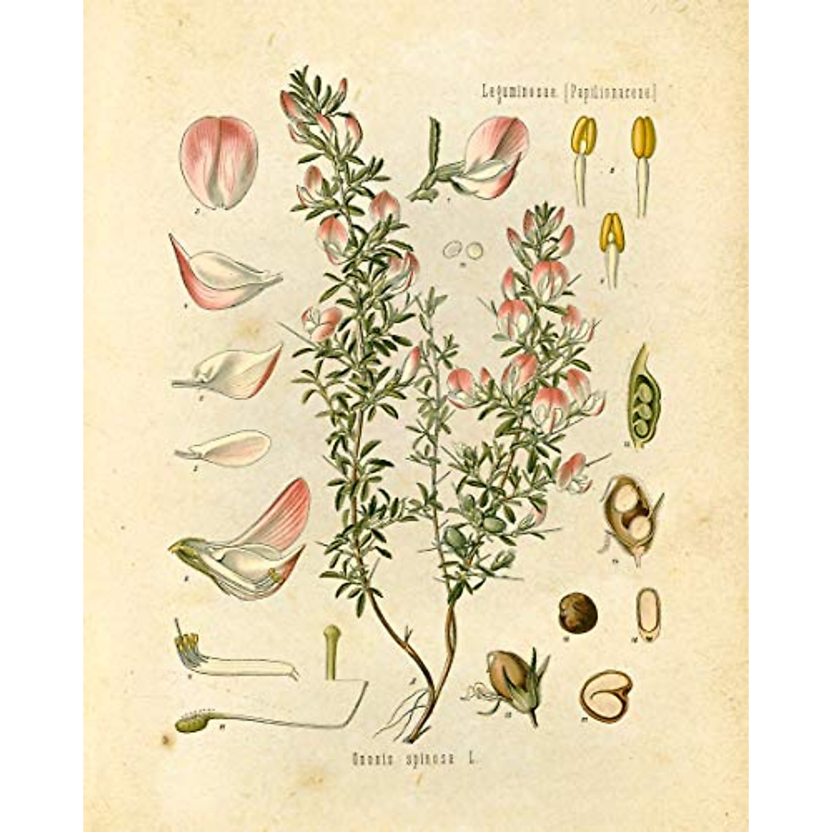 Botanical Prints Wildflower Prints Floral Wall Art - Set of 6 - 8x10 - Unframed