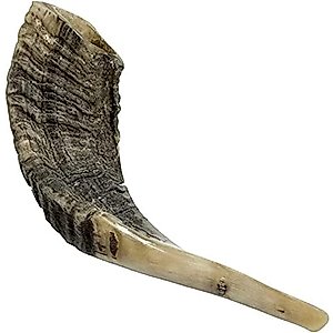 Traditional Shofar from Israel, Jewish Natural Musical Instrument, Clear Sounding Authentic Horn Shofar, Beautiful Sounding Shofar, Natural Ram Horn Shofar (10"-12")