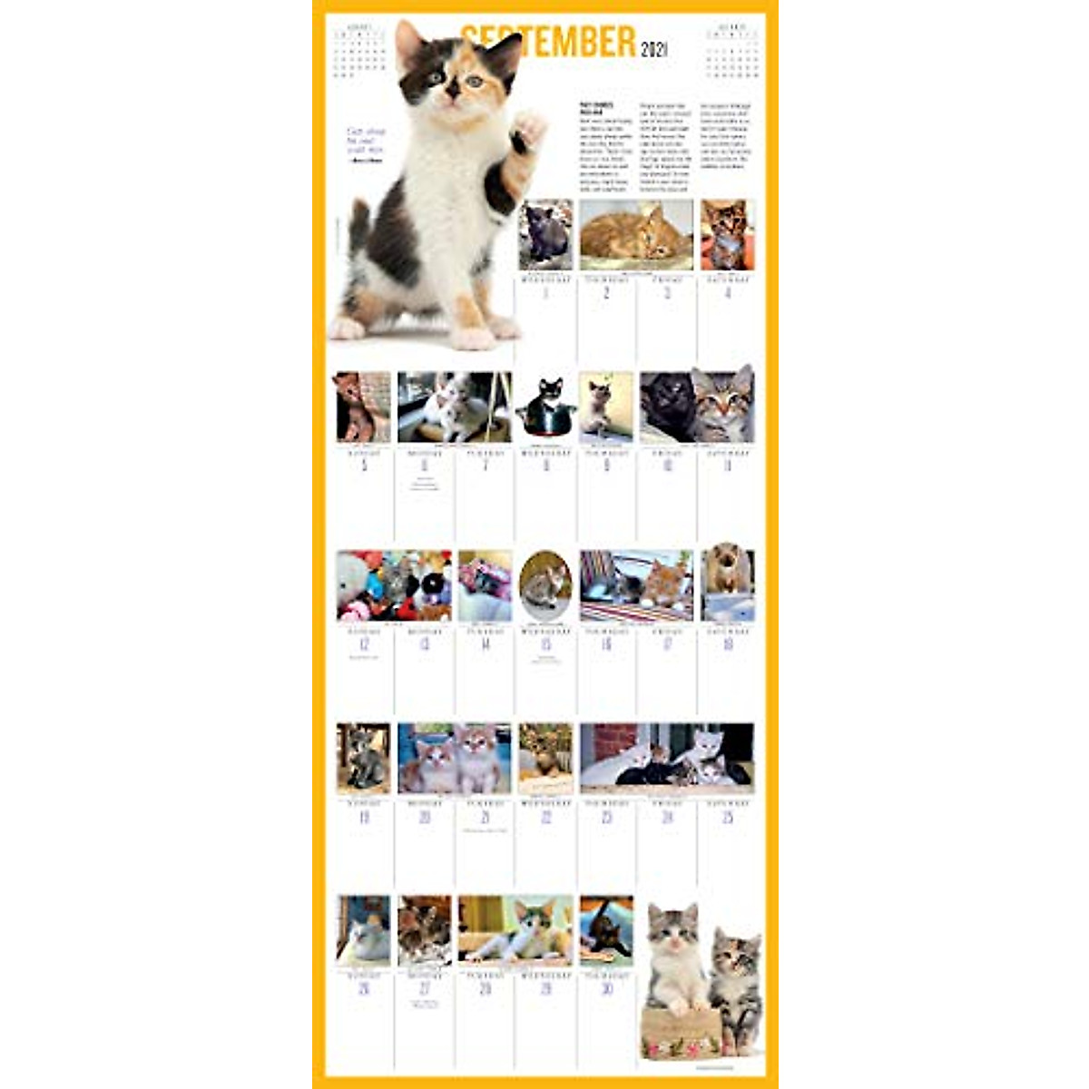 365 Kittens-A-Year Picture-A-Day Wall Calendar 2021