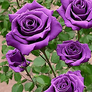 QAUZUY GARDEN 100 Purple Rose Rosa Seeds | Non-GMO Heirloom Flower Seed Striking Perennial Bush Vine Climber Fragrant Flower to Plant Home Garden & Attract Pollinators