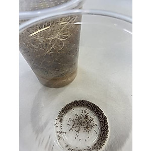 Josh's Frogs Producing Wingless Drosophila Melanogaster Fruit Fly Culture