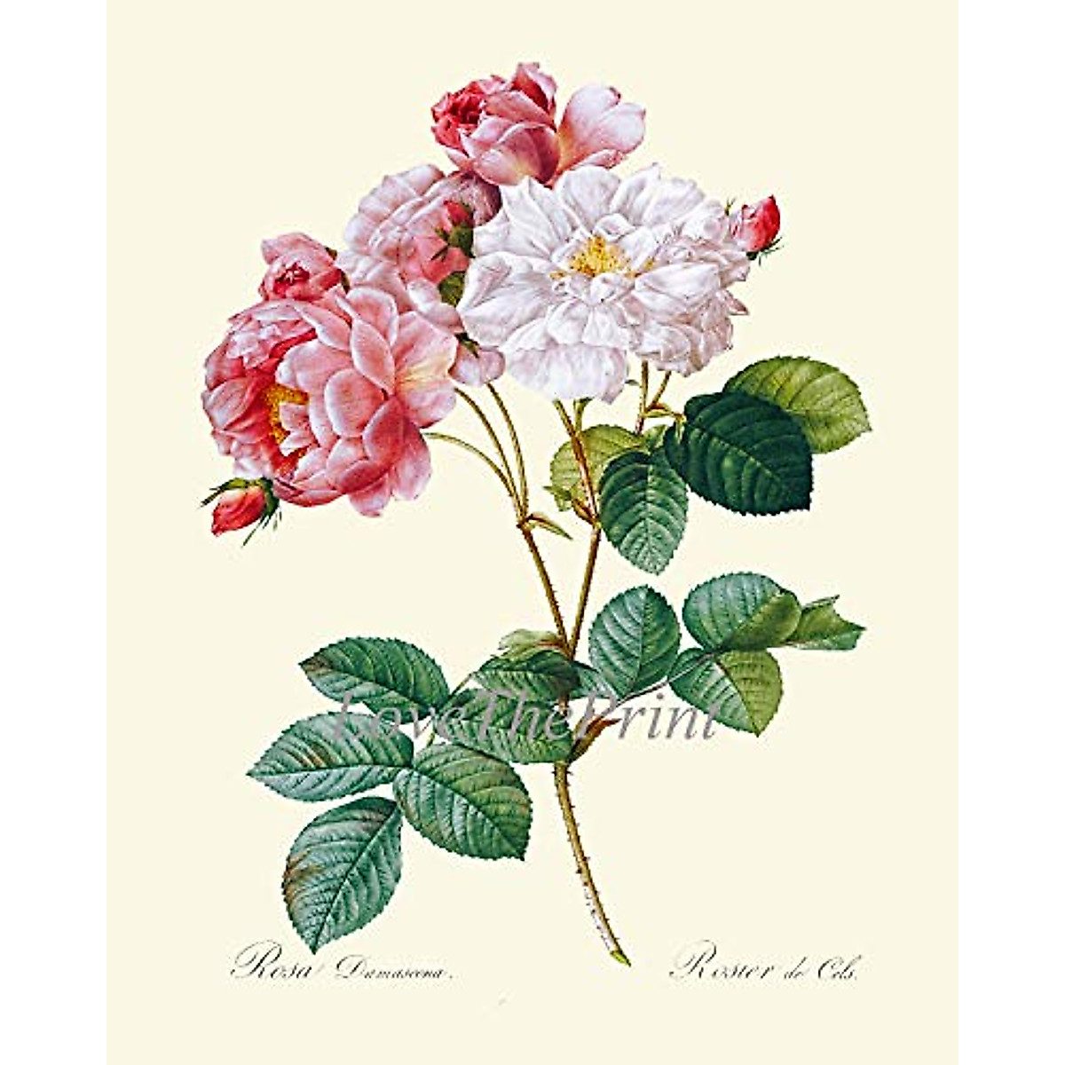 Botanical Pink White Roses Prints - Unframed - Beautiful Antique Illustration Wall Art Set of 2 Prints French Flowers Home Room Decor Small or Large Dining Room Bedroom Living Interior Design LRR