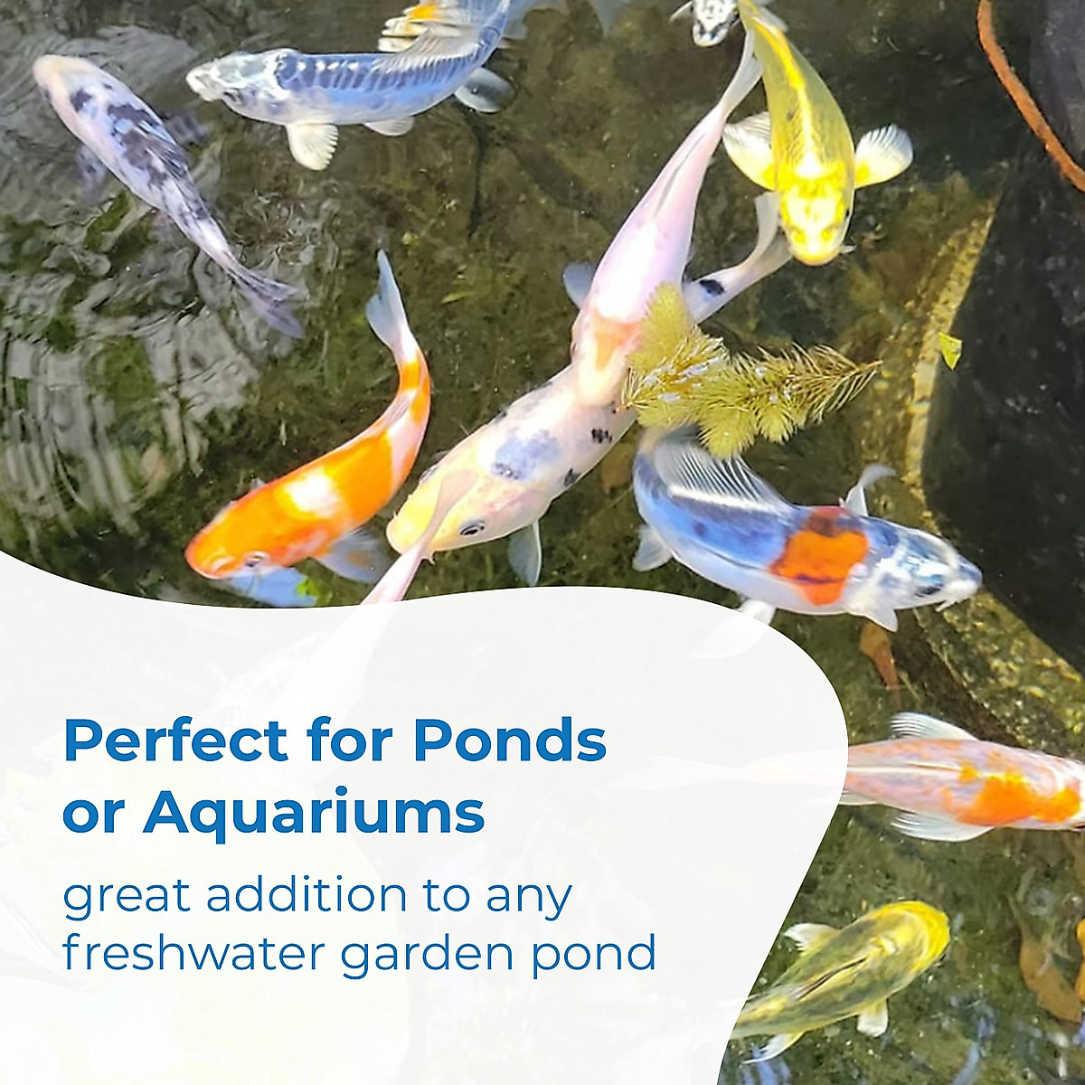 Toledo Goldfish Live Sunshine Yellow Koi, Mix of Standard or Butterfly Fin Species, Perfect for Ponds, Tanks, and Aquariums - 3-4 Inches, 5 Count