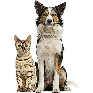 SILVAPLEX Liquid Gel Spray with Chelated Silver - Helps Irritation and Recovery for Hot Spots, Minor Wounds, Abrasions and Cuts - for Cats, Dogs, Other Small Animals - 8 oz