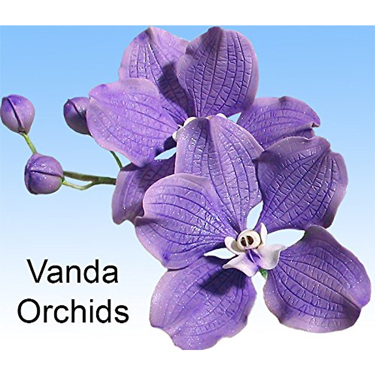 Vanda Orchid Cutter Set by WSA