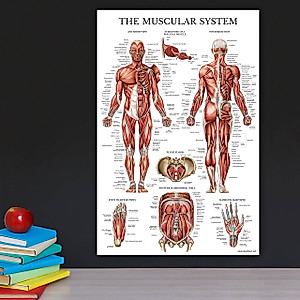 Palace Learning Muscular & Skeletal System Anatomical Poster Set - LAMINATED 2 Chart Set - Human Skeleton & Muscle Anatomy - (18 x 27)