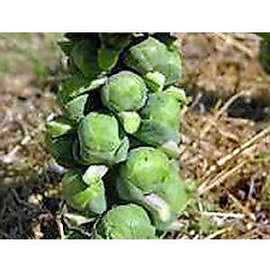 Brussel Sprouts Seed, Churchill, Heirloom, Non GMO, 25+ Seeds, Early Sprouting, COUNTRY CREEK ACRES