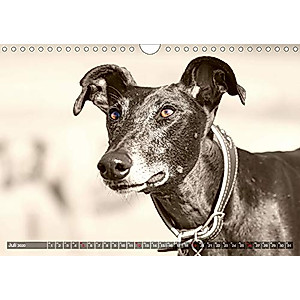 Windhunde eye-catcher (Wandkalender 2020 DIN A4 quer): Sepia-colorierte Fotos vom Galgo Español (Monatskalender, 14 Seiten )