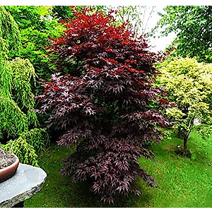 Japanese Bloodgood Maple - 1 Gallon Established Roots - Acer Palmatum, Fast Growing Trees, Easy Care, Bonsai, Shade Garden, Zen Garden