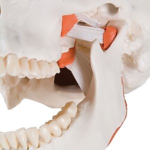 3B Scientific A24 Functional Skull wt Masticator Muscles 2-part - 3B Smart Anatomy