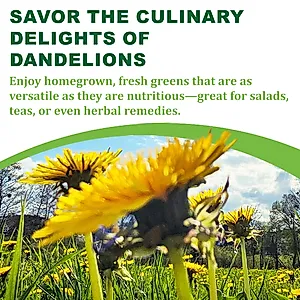 TKE Farms & Gardens - Dandelion Seeds for Planting, 500 Mg, 500+ Non-GMO, Heirloom Seeds, Produces Medicinal Greens & Edible Flowers, Supports Wildlife & Pollinators, Herbal Teas