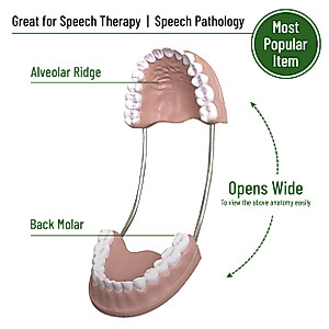 Ajax Scientific - Dental Care Mouth Model, Fake Teeth, Dental Hygiene Toy - with Giant Toothbrush - Plastic - 6 x 4.5 x 5 inches