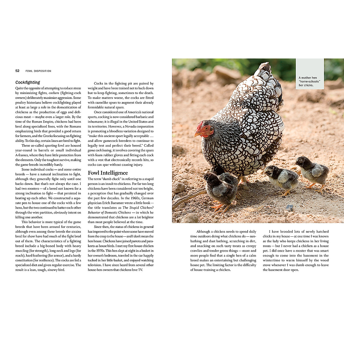 Storey's Guide to Raising Chickens, 4th Edition: Breed Selection, Facilities, Feeding, Health Care, Managing Layers & Meat Birds