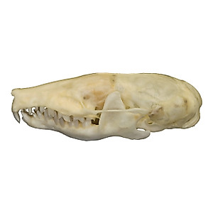 Real Eastern Mole Skull A Quality