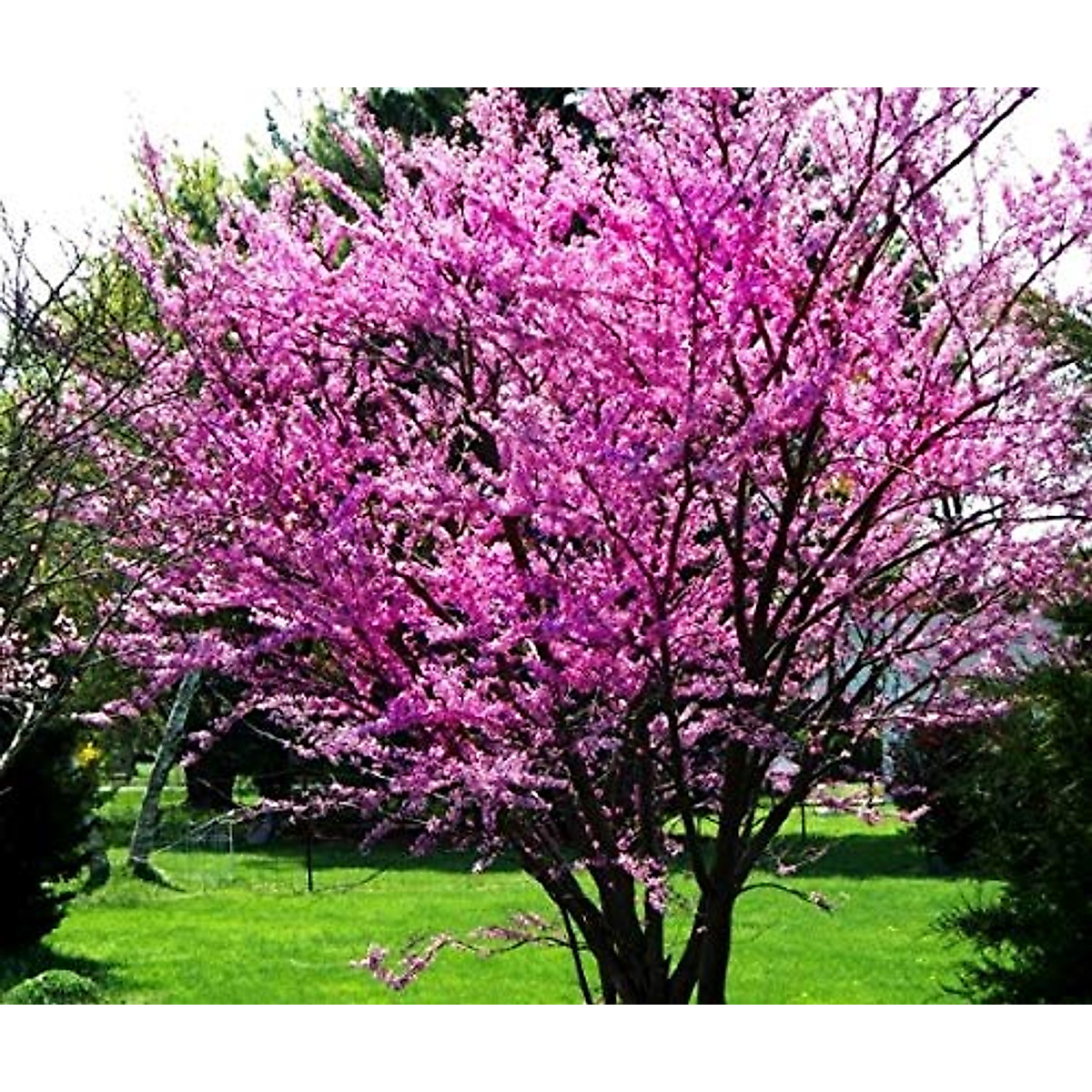 Judas Tree Bonsai European Redbud Tree of Love Flowering Cercis Siliquastrum Sakura 15 Seeds for Planting