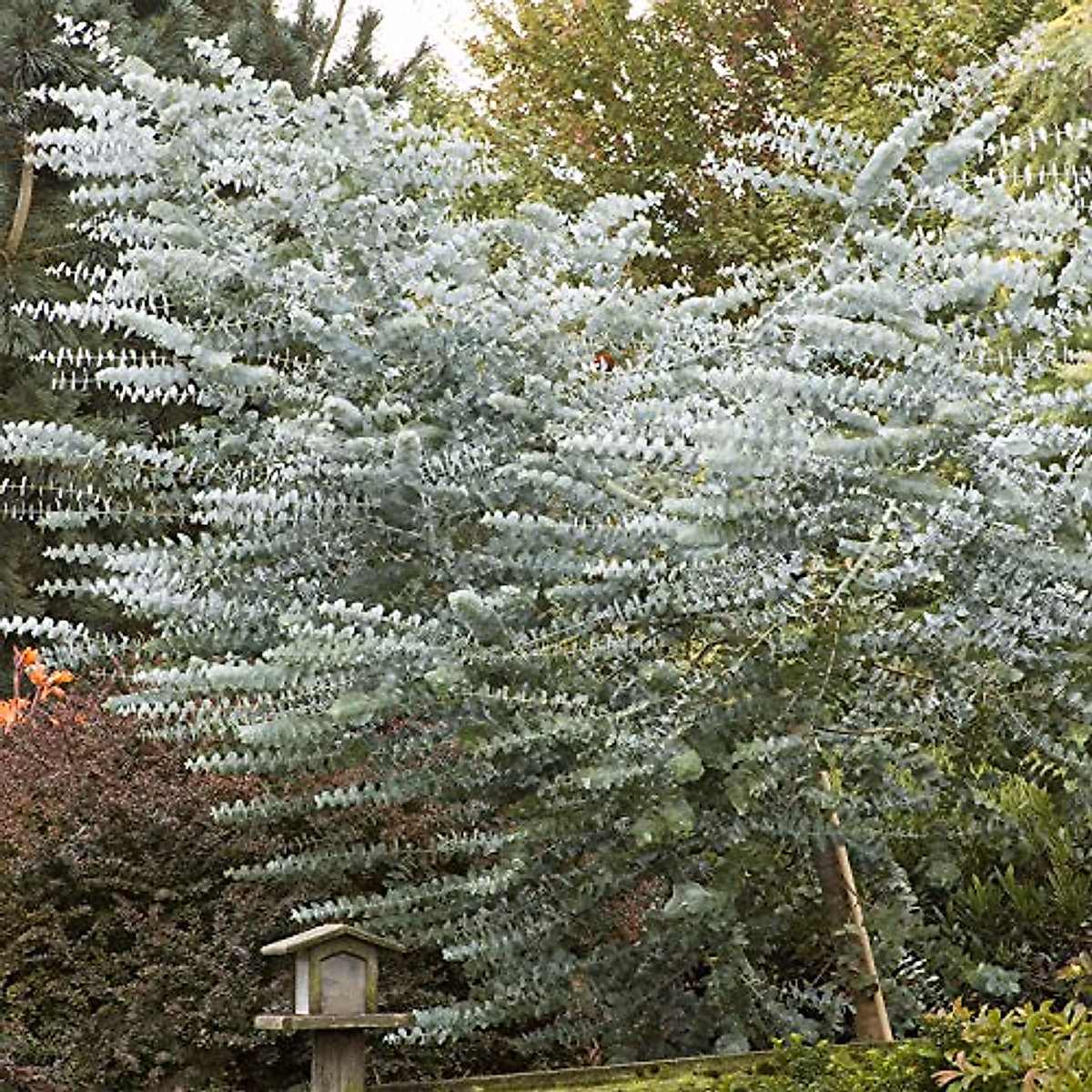 Outsidepride Eucalyptus Silver Dollar Tree Garden Seeds - 50 Seeds