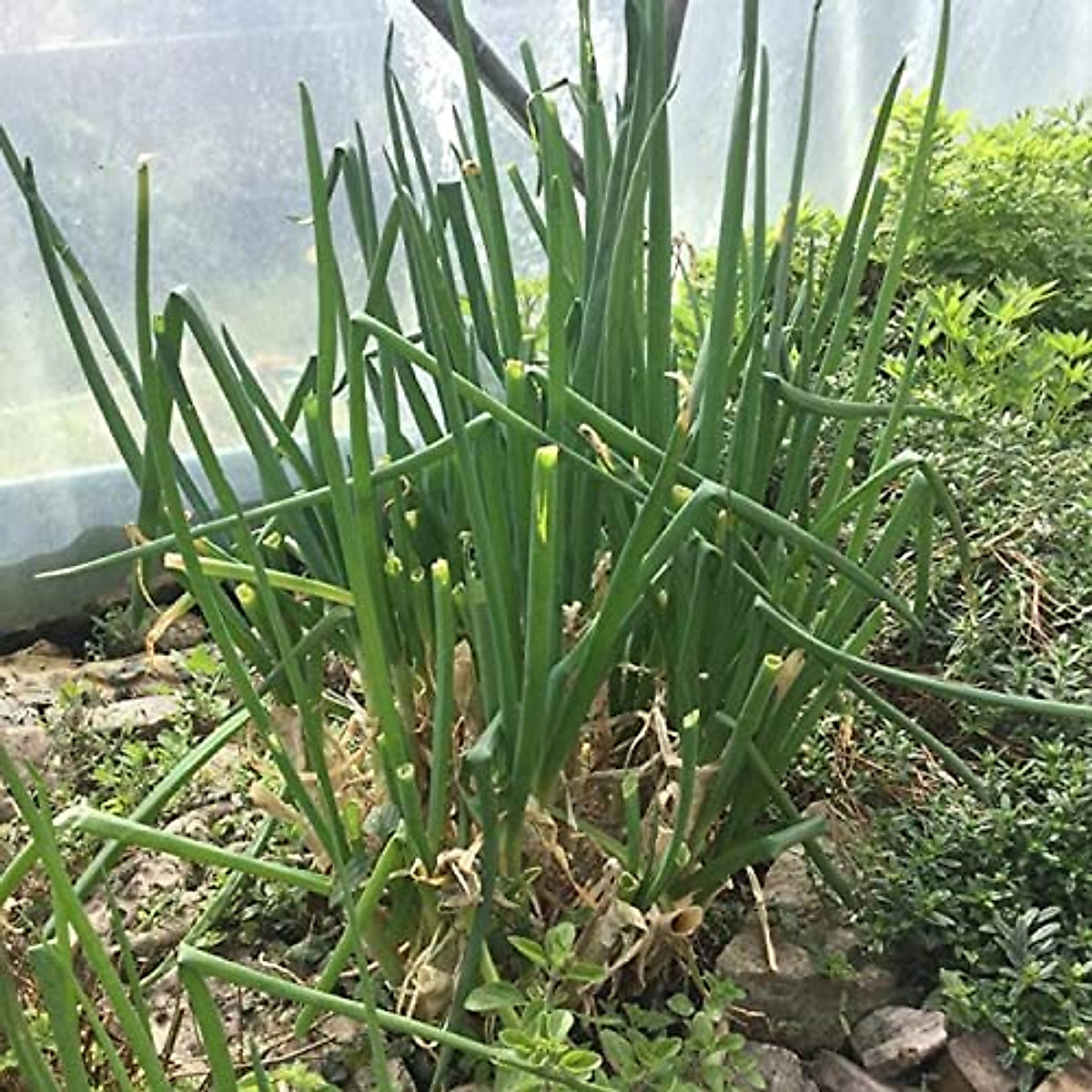 CHUXAY GARDEN 500 Seeds Welsh Bunching Onion,Spring Onion, Japanese Leek,Stone Leek Fresh Vegetable Seed Ornamental Plant Unique Mild Flavor