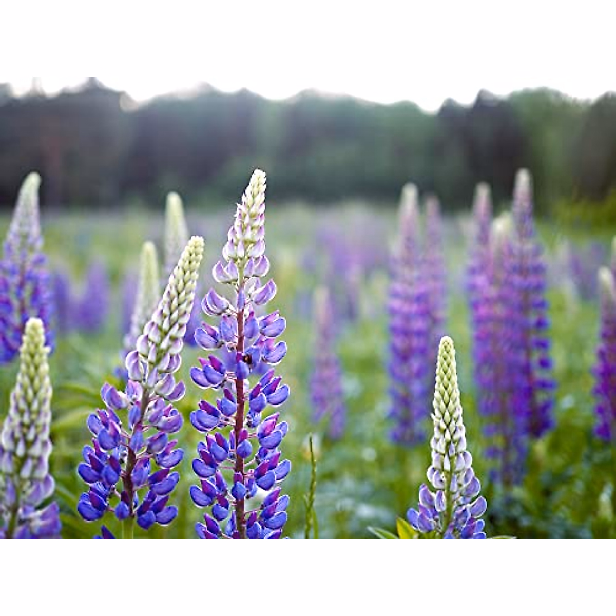 Riverbank Lupine Flower Seeds, 100+ Heirloom Seeds Per Packet, (Isla's Garden Seeds), Botanical Name: Lupinus rivularis, Non GMO Seeds
