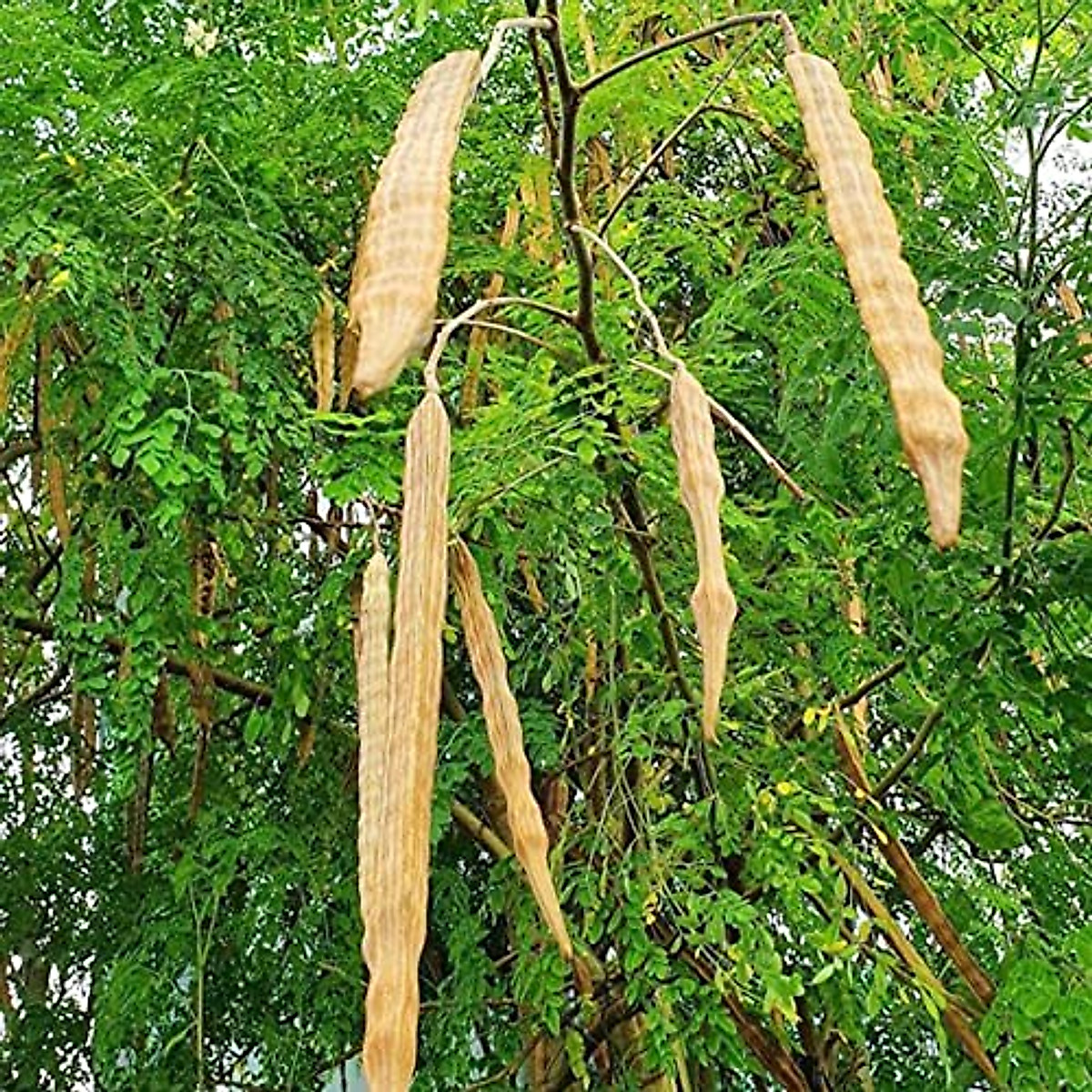 QAUZUY GARDEN 50 Moringa Plant Seeds Premium Horseradish Tree Miracle Tree Seeds - Fast-Growing & Drought Tolerant - Perennial Tropical Exotic Tree Seeds