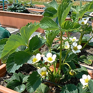 ZEshops 200pcs Cream Strawberry Seeds - Hardy Perennial Herb, Fall & Spring Planting, Vibrant Multi-Color Harvest (Red Strawberry)