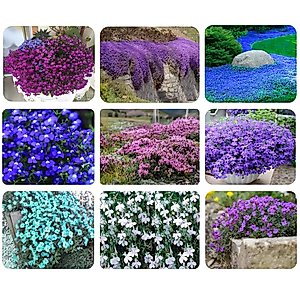 Mix Creeping Thyme Seeds for Planting Ground Cover Plants, Heirloom Non-GMO Thyme, 5 Colors- Individual packag, Easy to Plant and Grow, 1000+