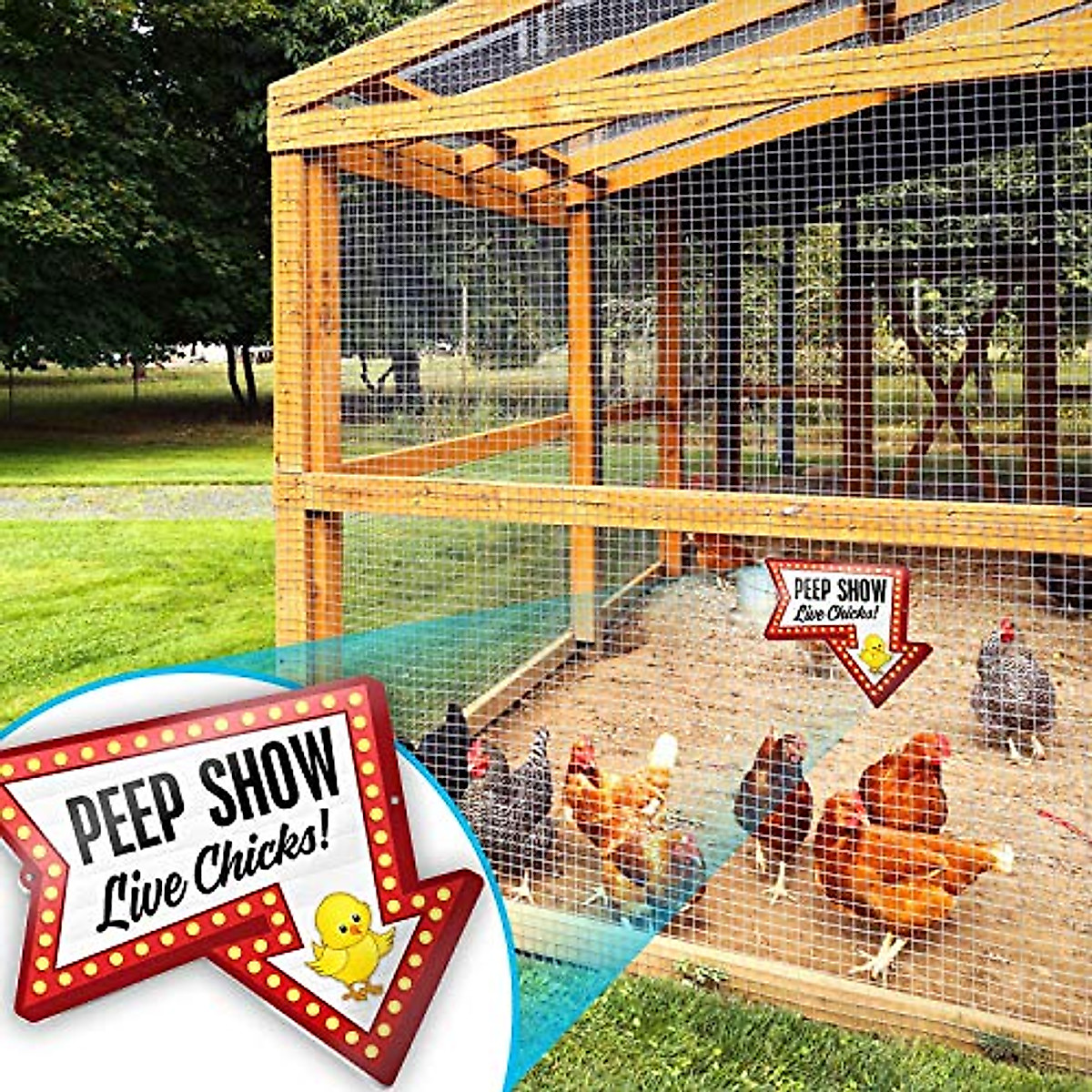 Bigtime Signs Peep Show Live Chicken Decor PVC 11"x9.5''- Chicken Coop Accessories - Chicken Gifts for Chicken Lovers, Chicken Brooder | Funny Chicken Decor for chicken feeder and chicken nesting box