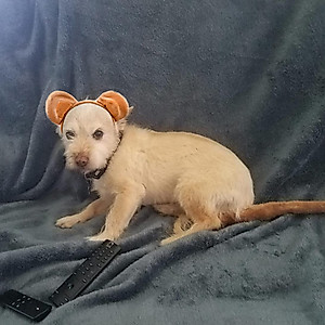 HODRME Plush Bear Ears Headband-Halloween Christmas Festival Theme Party Animal Cosplay Costume Headbands