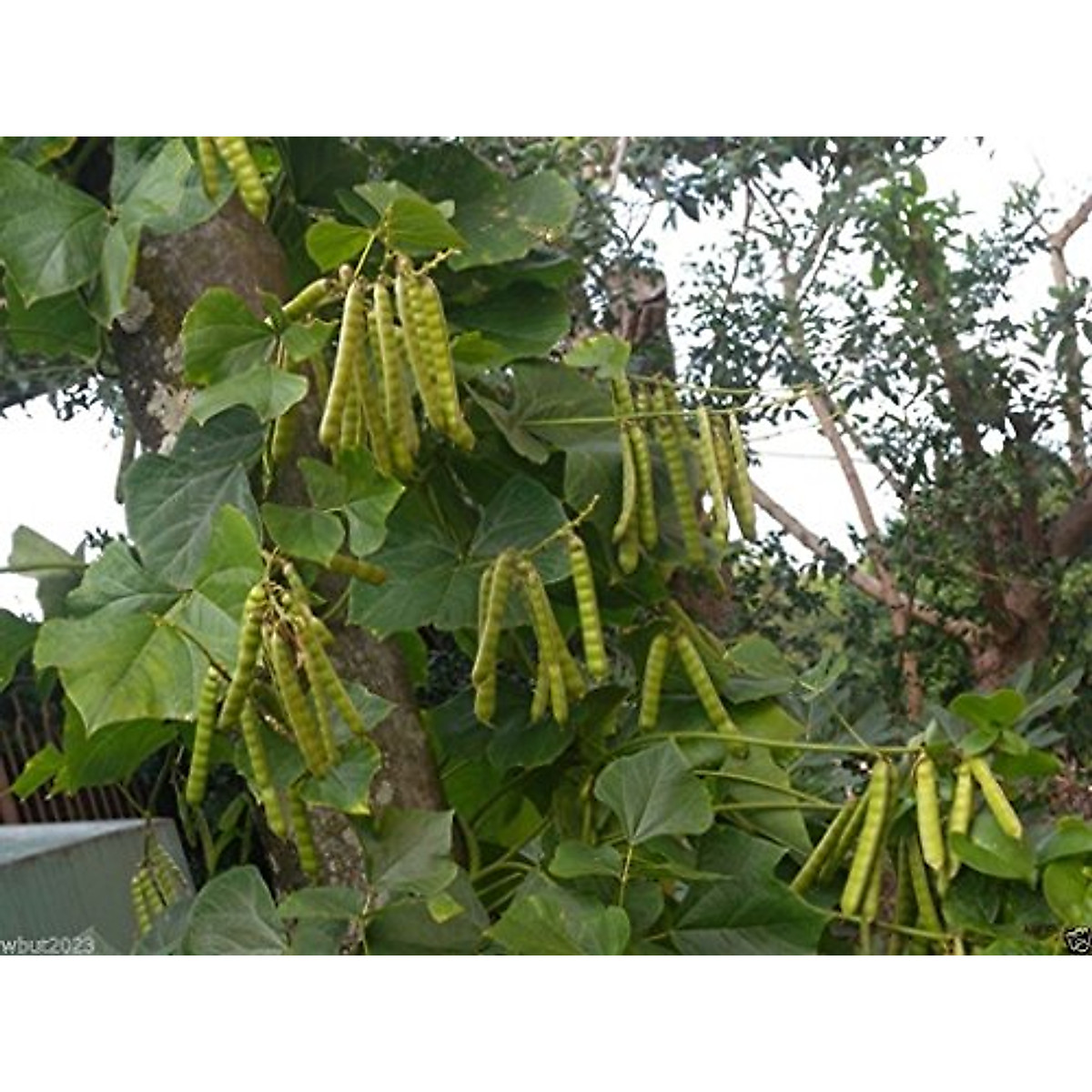 True Jicama Seeds,Pachyrhizus erosus a.K.a,Climbing Yam Bean, Mexican Turnip(40 Seeds)