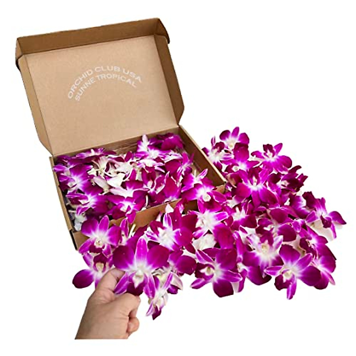 Sunne Tropical OrchidClub USA Loose Bloom Fresh Orchid Flower Head DIY Lei, food & drink decoration (100 PURPLE)