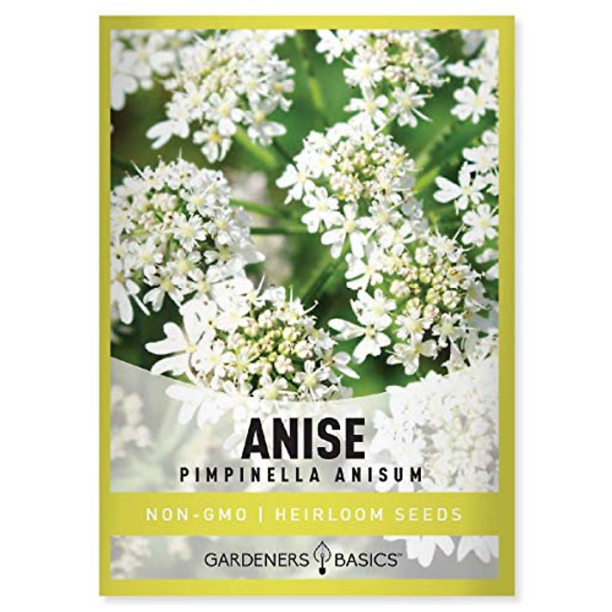 Anise Seeds for Planting is A Heirloom, Non-GMO Herb Variety- Pimpinella Anisum Herb Seeds Great for Indoor and Outdoor Gardening by Gardeners Basics