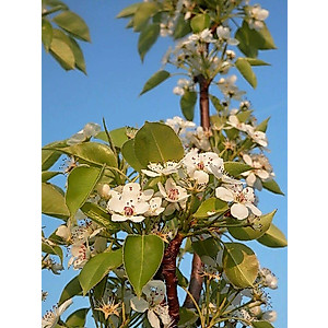 European Pear Tree Pyrus Communis Fruit Seeds - White Flowers / Green Fruit rasa1ca (25 Seeds)