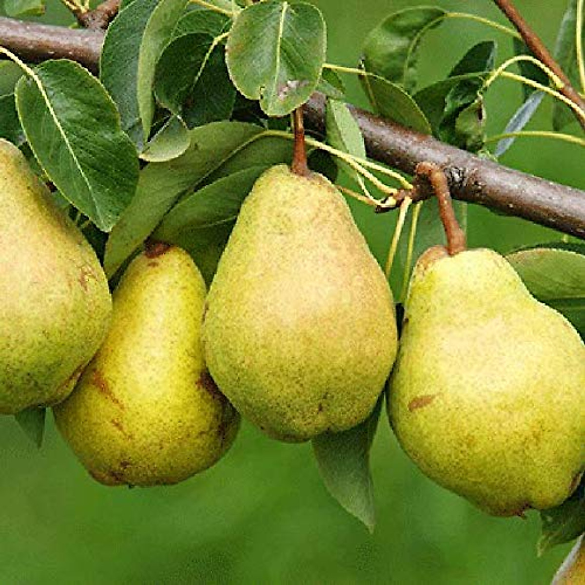 4 Fresh Stem Cuttings from Kieffer Pear Trees for Propagation - Cold Hardy