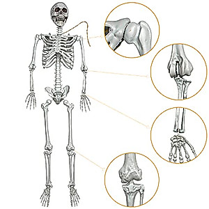 5.4ft/165cm Halloween Skeleton - Halloween Human Skeletons Full Body Bones with Movable Joints for Halloween Props Spooky Party Decoration