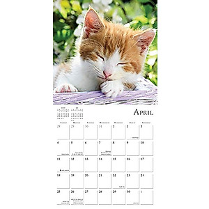 2021 Cat Naps 16-Month Wall Calendar