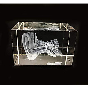 3D Human Ear Anatomical Model Paperweight(Laser Etched) in Crystal Glass Cube Science Gift (No Included LED Base)(3.1x2x2 inch)