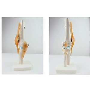 Knee Joint Simulation Model Medical Anatomy Human 1:1 Life Size