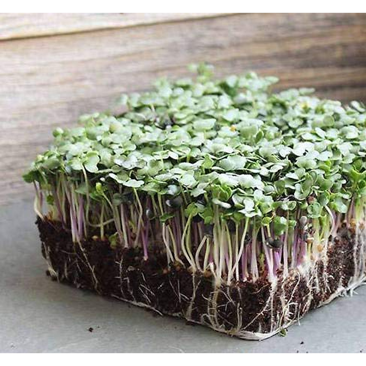 "Spicy Salad Mix" Microgreens Blend of Seeds, 300+ Heirloom Seeds Per Packet, (Isla's Garden Seeds), Non GMO Seeds, Great Indoor/Outdoor Home Garden Gift