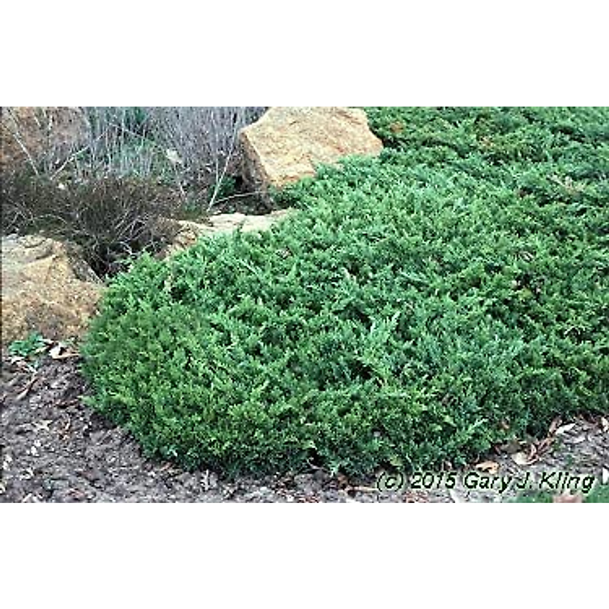 San Jose Juniper | 2 Live Gallon Size Plants | Juniperus Chinensis | Bonsai Drought Tolerant Cold Hardy Evergreen Groundcover