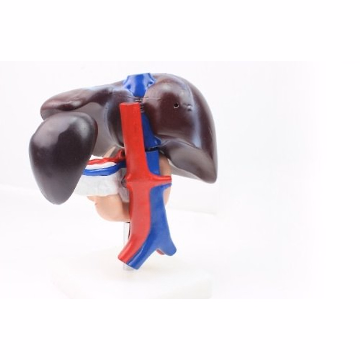 Human Life Size Liver, Pancreas and Duodenum Simulation Model Medical Anatomy Type:YR-H-XC-311