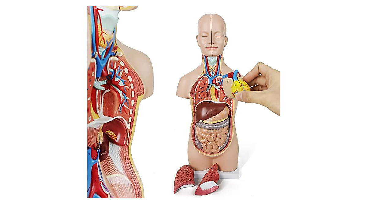 20" Removable Human Torso Model for Medical Learning