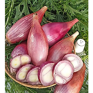 RAISE ME UP: Seeds Red Banana Shallot Onion Non GMO Heirloom