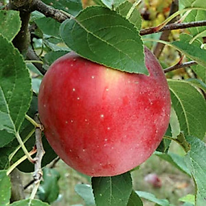 CHUXAY GARDEN Miniature Apple Tree Seed 10 Seeds Dwarf Apple Fruit Plant Heirloom High Yield Flourishing Perfect for Containers