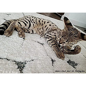 Meowijuana | King Size Silverine Sticks | All Natural Matatabi Chew Sticks | High Potency Cat Treat | Cat Dental Health | Catnip Alternative | Feline and Cat Lover Approved