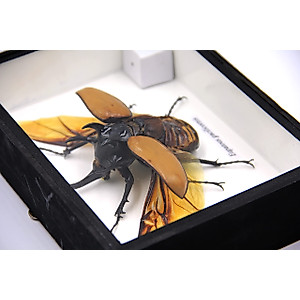 TAXIBUGS Real 5 Horned Beetle/Eupatorus Gracilicornis Flying Form Taxidermy in Transparent Box Display (Black Wooden Box)