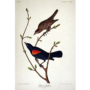 Prairie Starling. From"The Birds of America" (Amsterdam Edition)