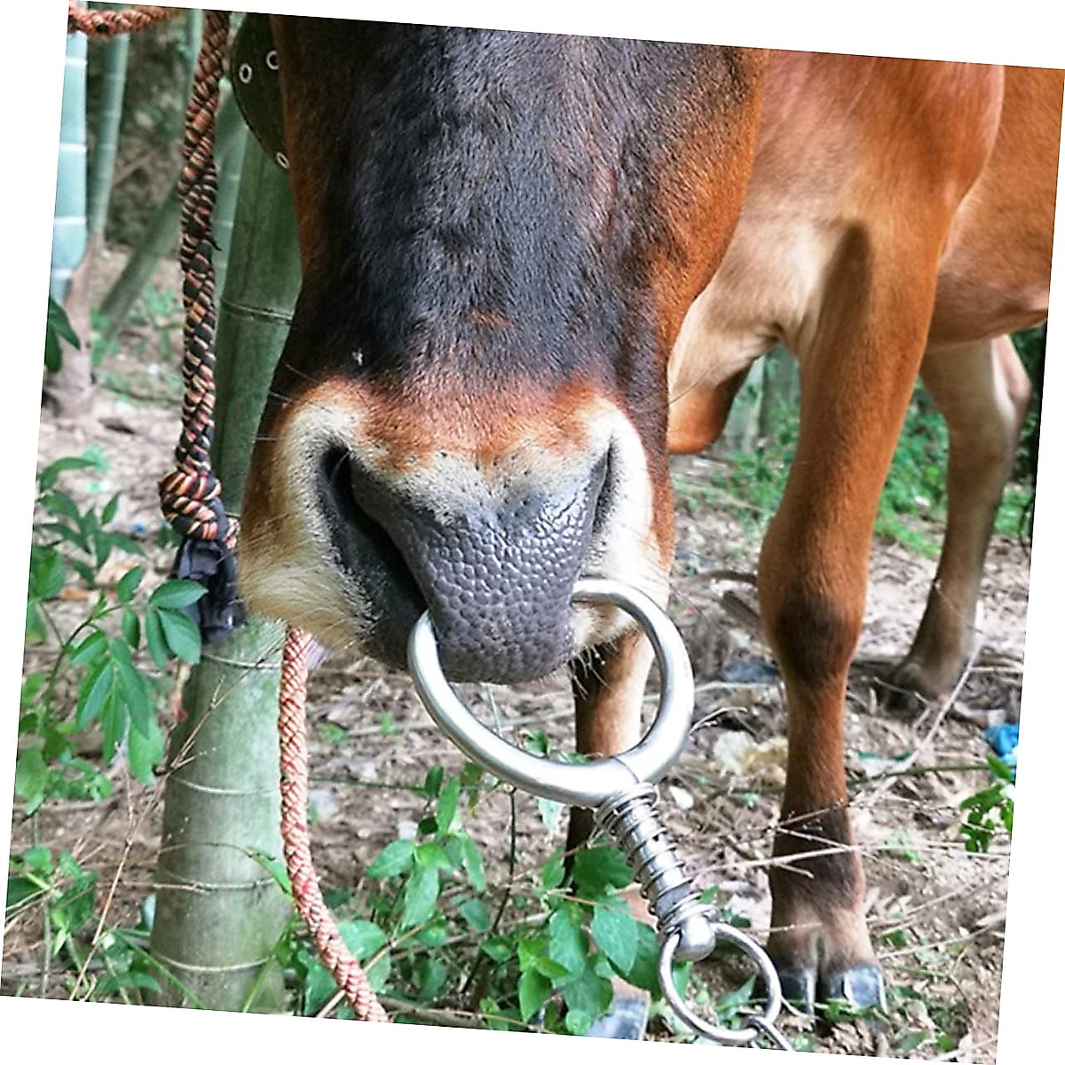 Yardwe 3pcs Spring Loaded Bull Nose Ring Stainless Steel Nose Ring Cattle Pliers Ring Farm Animal Pulling Tool Cow Nose Piercing Traction Nose Rings Cattle Traction Ring Livestock Supply