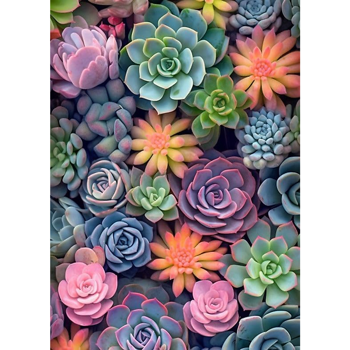 Ausanrl Succulents Diamond Painting Kits for Adults Beginners-Succulents Plant Diamond Art Kits for Adults,Flower Gem Art Kits for Adults for Gift Home Wall Decor Gifts 12x16inch